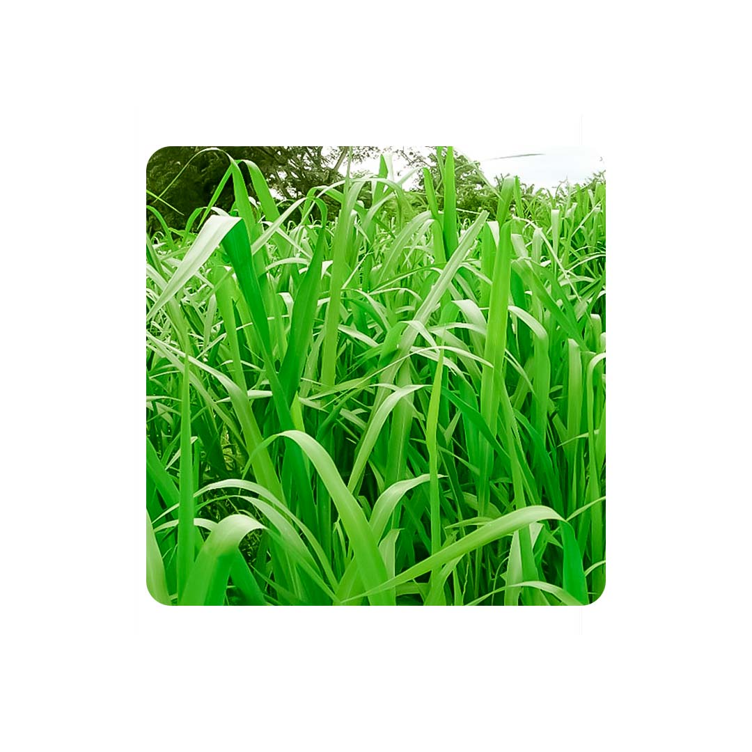 Panicum maximum mombaza – AlidCampo