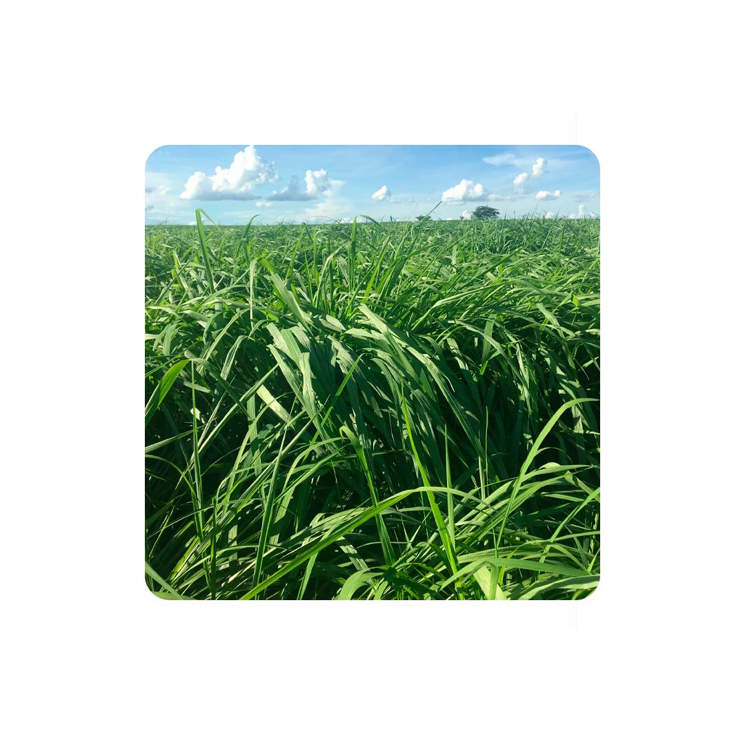 Brachiaria decumbens – AlidCampo